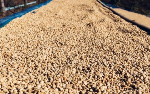 Bảng giá cà phê Robusta mới nhất tại Việt Nam 2025